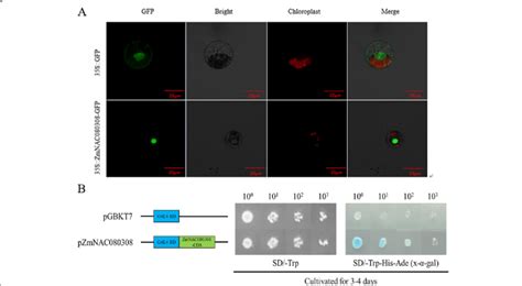 Subcellular Localization A And Transactivation Assay B Of Download Scientific Diagram