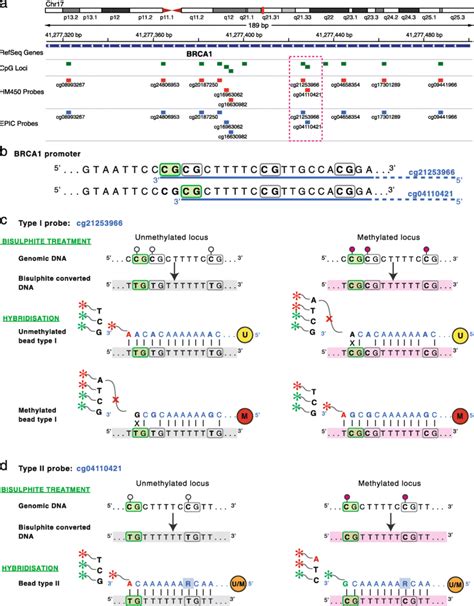 Infinium Methylation Probe Design A The Difference In Dna Methylation Download Scientific