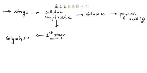 Solved During Which Stage Of Cellular Respiration Is Glucose Broken Down Into Two Molecules Of