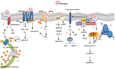 Non Dna Binding Dependent Signalling Induced By Androgens 1 Download Scientific Diagram