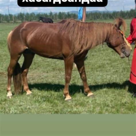 Талын Хүлэг