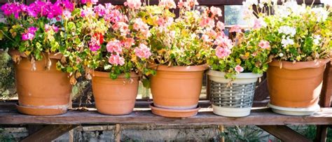 Саксия или кашпа Спаси живота на цветята си Interkeramos