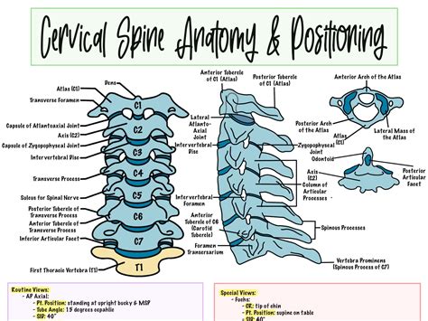 Cervical Spine Cheat Sheet Etsy
