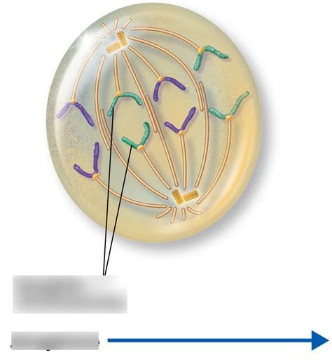 Bio 163 Lab 2 Practical Mitosis 5 Diagram Quizlet