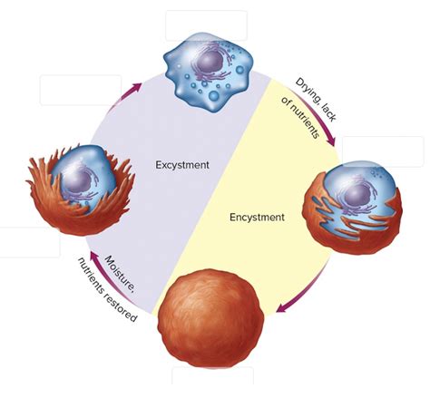 Protozoan Cyst Diagram Quizlet