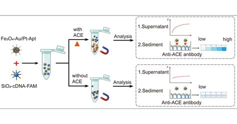Fluorescence And Colorimetric Dual Signal Aptamer Sensor Based On Aptamer Functionalized Fe3o4