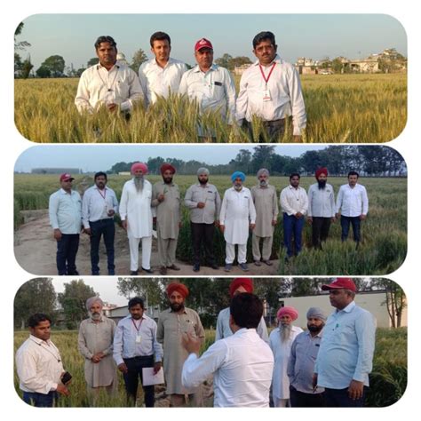 Piyush Dixit On Linkedin Our Leading Wheat Product Nws2084 Kavita This Product Is Becoming…