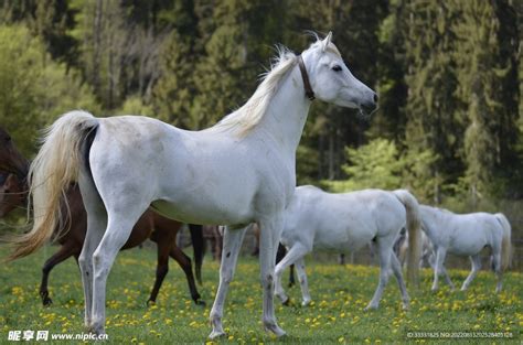 马摄影图家禽家畜生物世界摄影图库昵图网