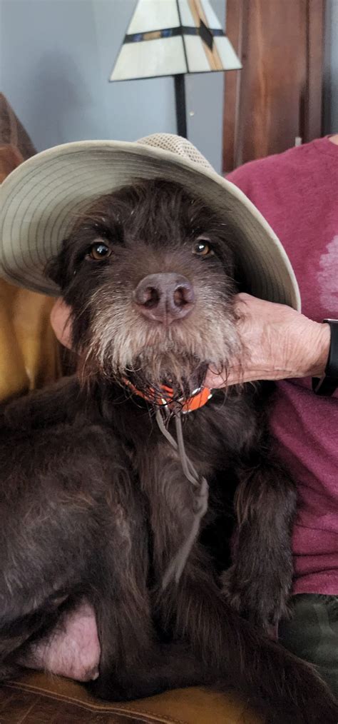 Gallery Blue Duck Pudelpointer