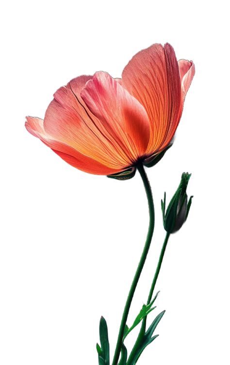 Codepen Css Scroll Driven Scroll Snapping Animations