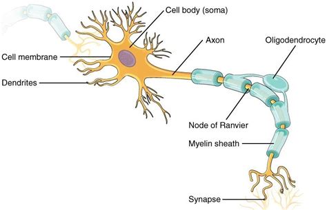 Fungsi Sinapsis Pada Sel Saraf Menghubungkan Pesan Dalam Sistem Saraf Sipatilmuku