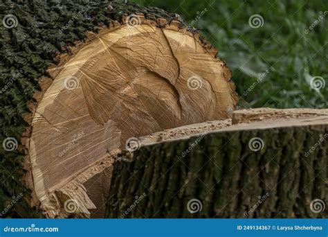 Age Rings On A Sawn Tree Stock Image Image Of Fall