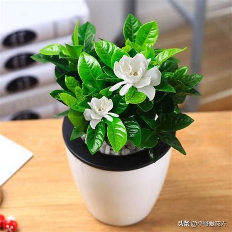 3種花現在修剪還不晚，狠心「剪幾刀」，一入秋枝葉瘋長，開花旺 每日頭條