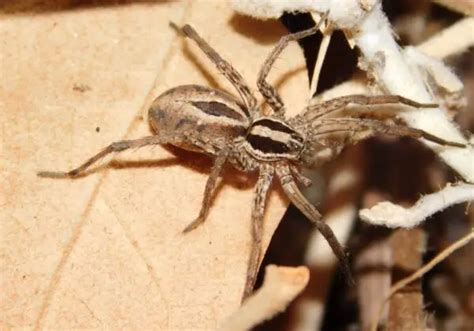 72 California Spiders Spiders In California Pictures Identification