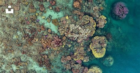 바다에 있는 산호초의 조감도 사진 Unsplash의 무료 팜 아일랜드 Qld 4816 이미지