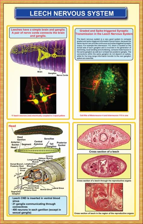 Leech Nervous System Iqbal Scientific Store