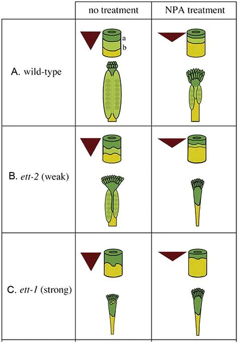 The Auxin Gradient Model Auxin Is Produced At The Apex And Transported