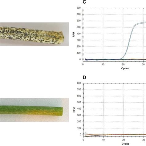 Validation Of The Quadruplex Real Time Pcr Assay A Soybean Stem