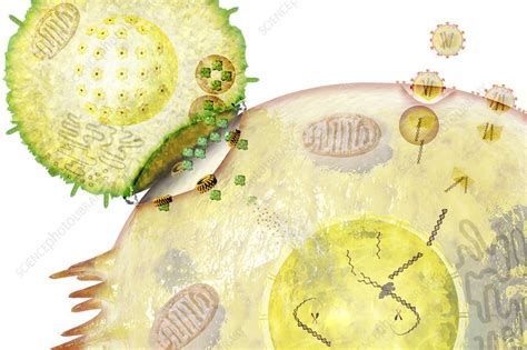 Immune Synapse Illustration Stock Image C023 4675 Science Photo Library