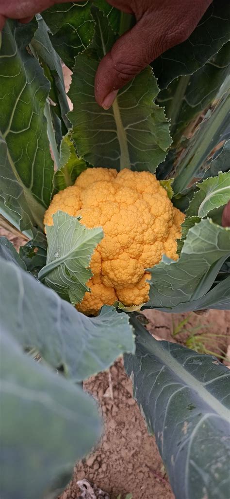 Shivendu Tripurari On Linkedin Fpo Dehaat