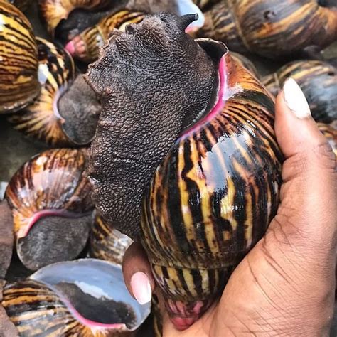 Nigerian Snails 🐌 African Snail Snail African