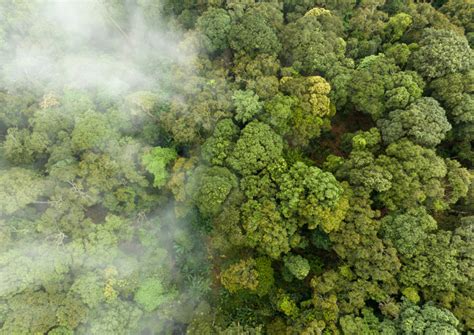 Carbon Capture In Nature Based Solutions A Path To Sustainable
