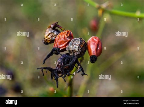 Vom Letzten Jahr Hi Res Stock Photography And Images Alamy