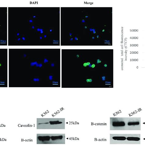 Flow Cytometry Of Cell Surface Markers Of K562 And K562 Ir Cells Cd45