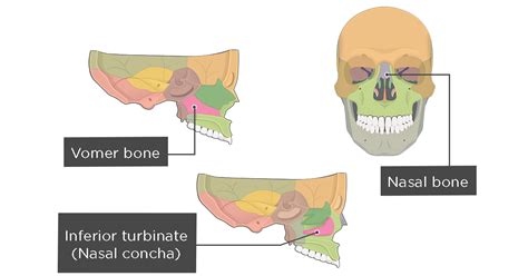 Vomer And Inferior Turbinate Bones Anatomy And Diagram Getbodysmart