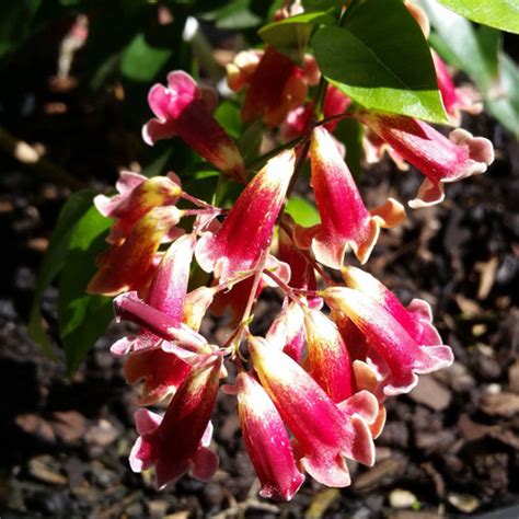 Pandorea Ruby Belle Potplantheavenperth