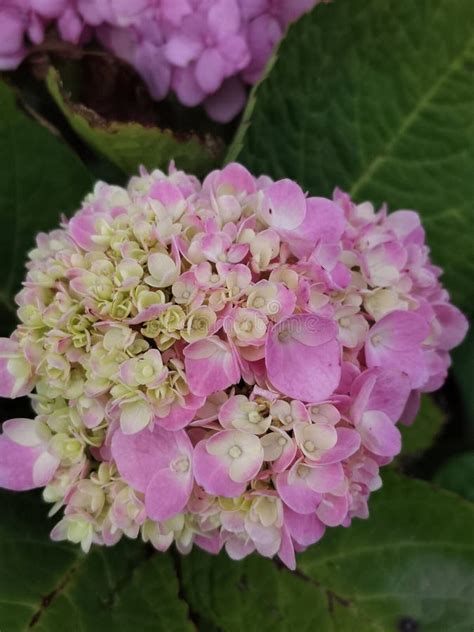 Bigleaf Hyrangea Stock Image Image Of Leaf Bigleaf 358117083