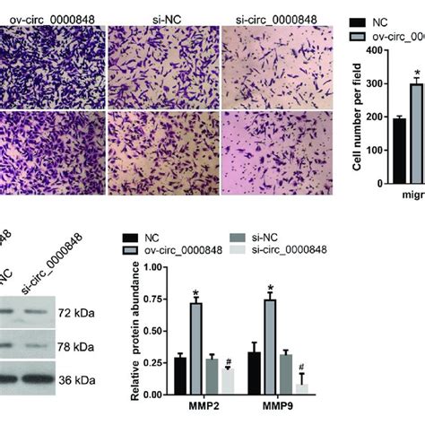 Bioinformatic Analysis Of The Results Of Circrna Microarray Analysis Download Scientific