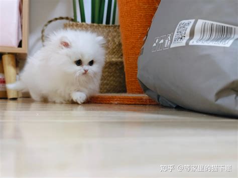 米努特矮脚猫品相纯正会有哪些表现？ 知乎