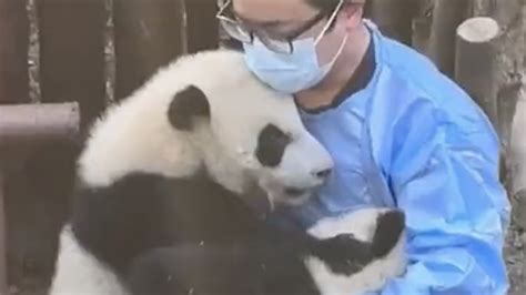 基地回应大熊猫福菀被游客泼水：饲养员即刻带离照料凤凰网视频凤凰网