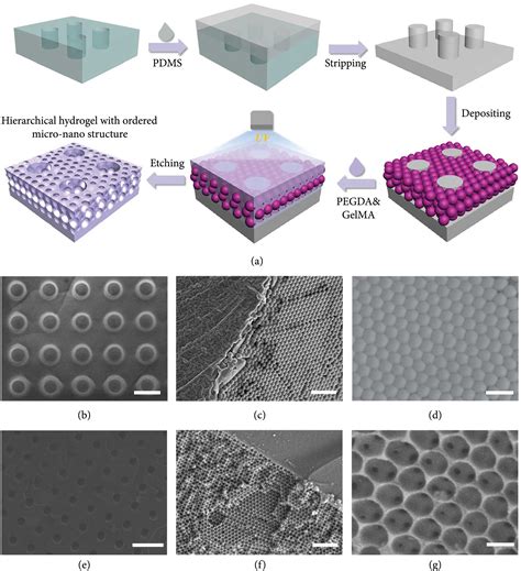 Hierarchical Hydrogels With Ordered Micro Nano Structures For Cancer On A Chip Construction