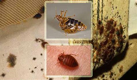 Proper Ways To Check For Bed Bugs How And Where To Look