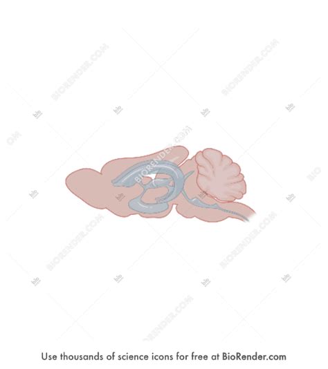 Free Mouse Brain Sagittal With Ventricles Icons Symbols And Images Biorender