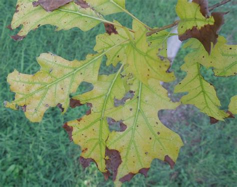 Live Oak Tree Diseases Photos Oak Tree Diseases Treatment Kuglqu