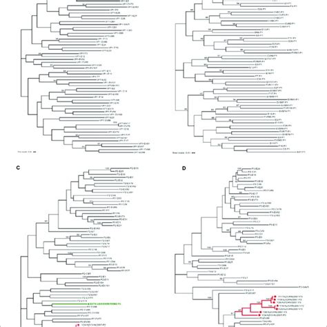 maximum likelihood phylogenetic tree based on the entire vp1 coding