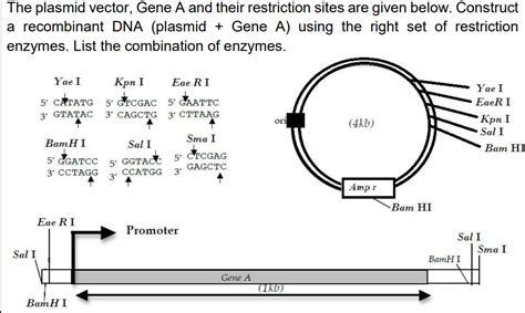 The Plasmid Vector Gene A And Their Restriction