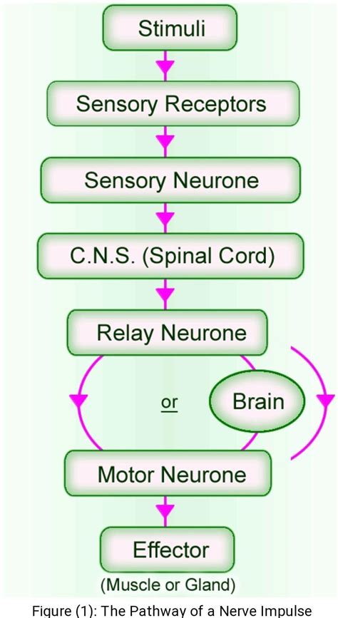 Electrical Impulse Travels In A Neuron From Flowchart At Judy Dittman Blog
