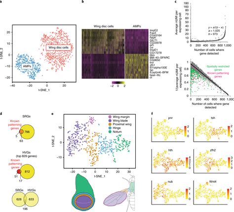 Regulation Of Gene Expression Concept Map