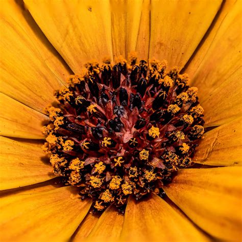 1 Free Polynômes Flower Photos Pixabay