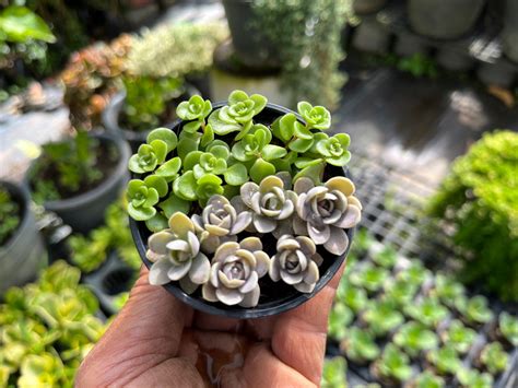 กุหลาบเงิน กระถาง 3 นิ้ว ไม้อวบน้ำ Succulent แคคตัส ราคาต่อกระถางนะ คนรัก ฮาโวเทีย Succulent