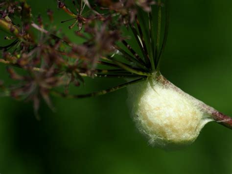 30 Free Spider Eggs Images