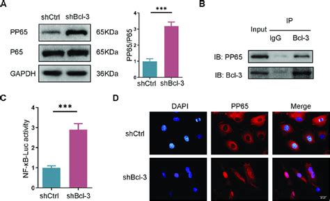 Bcl 3 Interacts With Pp65 And Regulates Nuclear Translocation Of Pp65