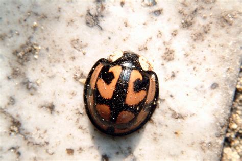 남생이무당벌레 Aiolocaria hexaspilota Coccinellid Beetle DISPLAY FULL IMAGE