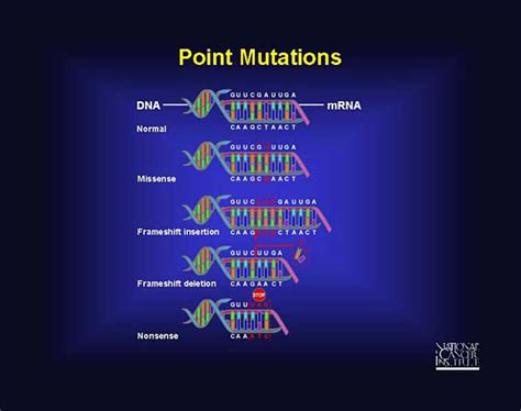 Frameshift Mutation Definition Missense Nonsense And Frameshift