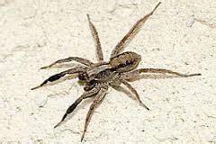 Spiders Pest Control Service In Bathinda Id