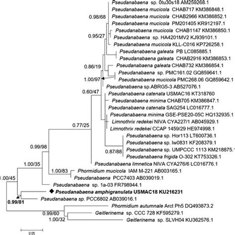 Maximum Likelihood Ml Tree Showing Phylogenetic Relationships Between